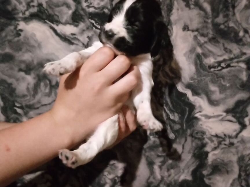 Русский спаниель