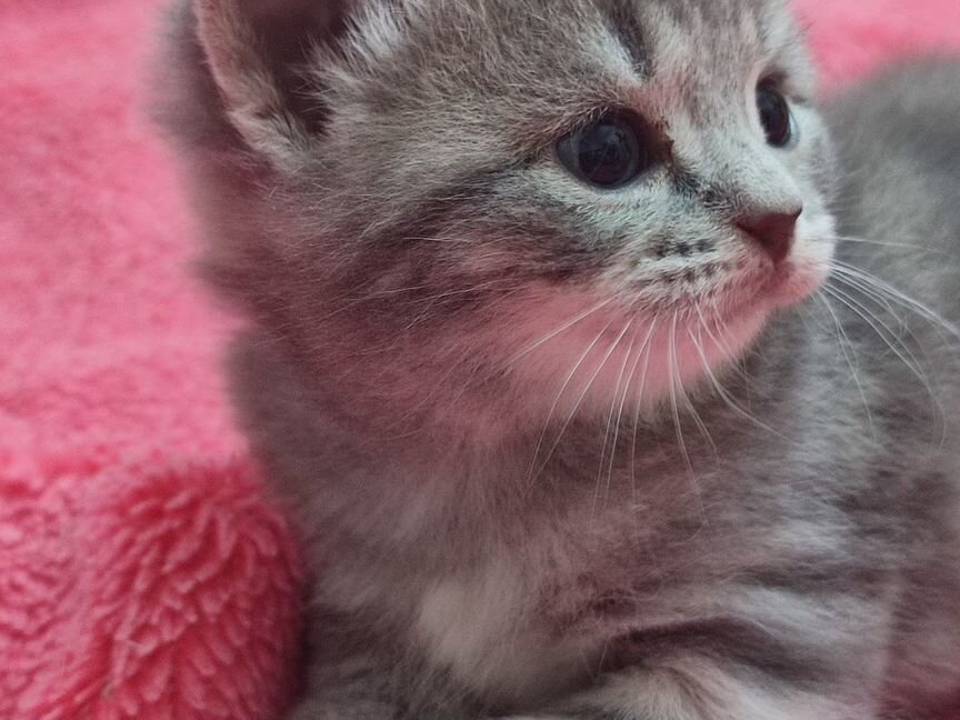 Продам шотландских котят