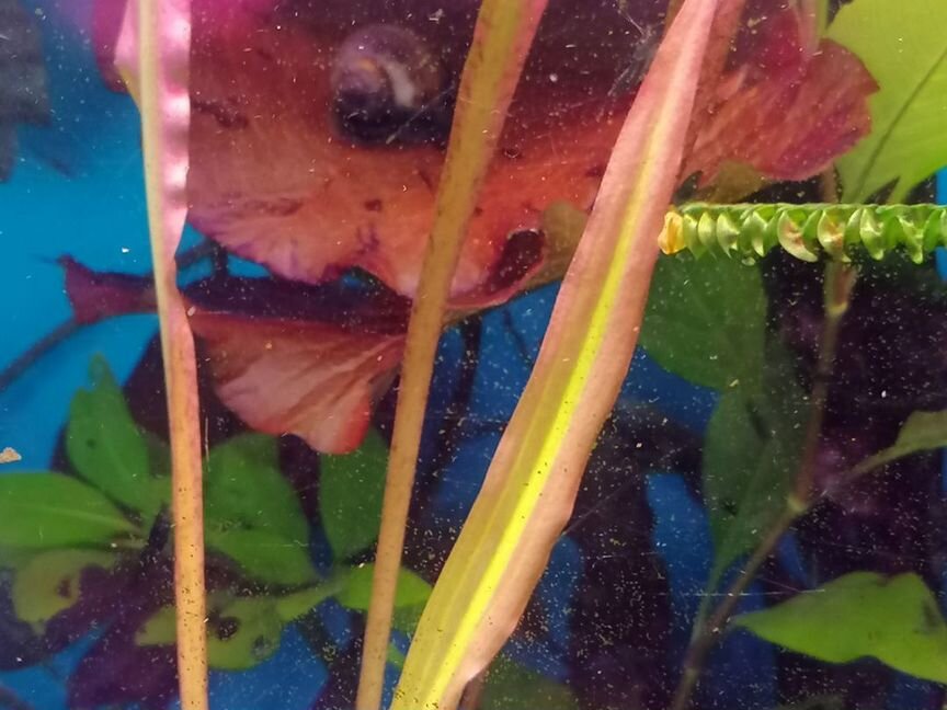 Криптокорина тигр спиралис