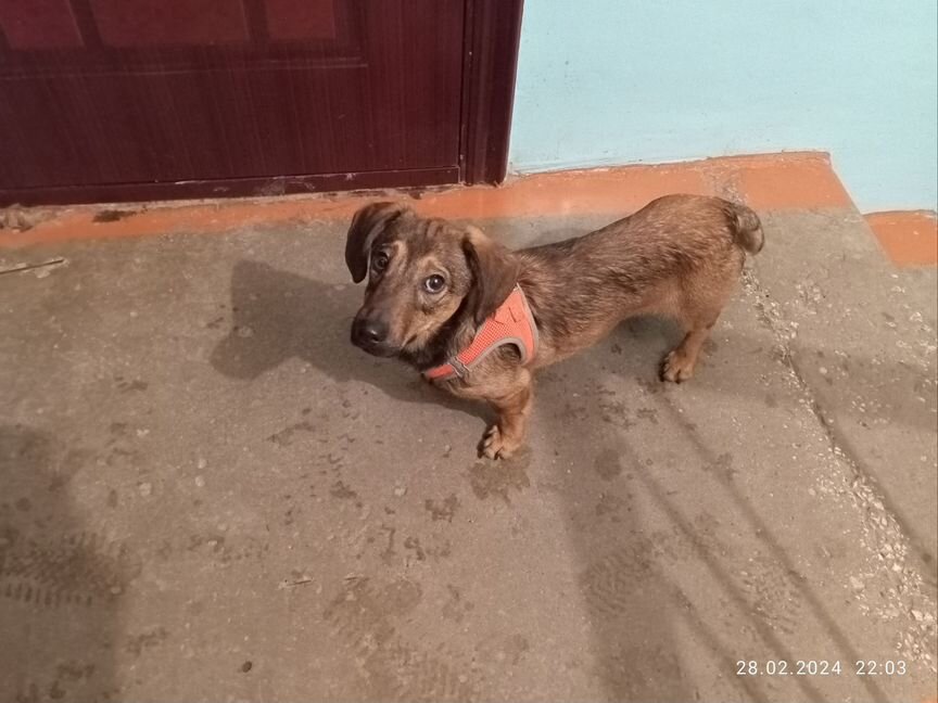 Собака в добрые руки отдам бесплатно