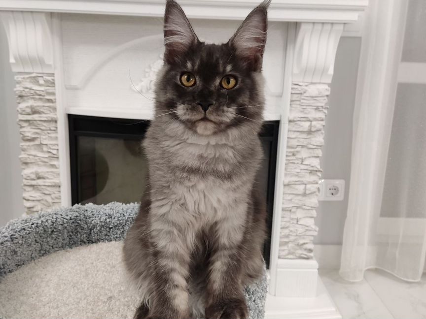 Мейн-кун WCF Чемпион Киттен девочка черный дым