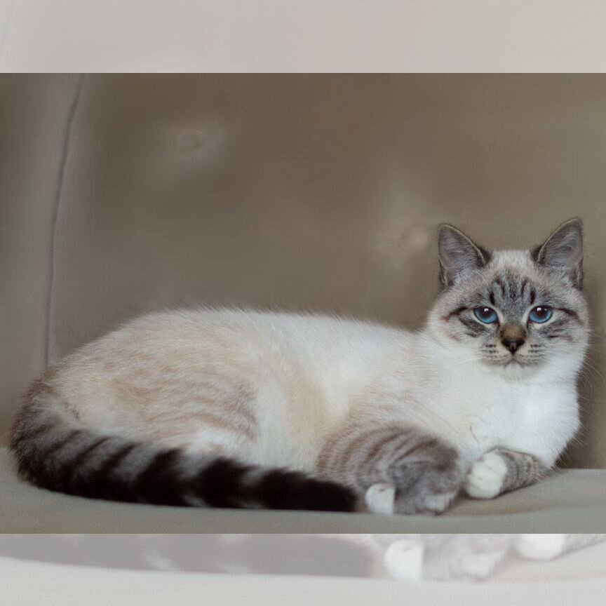 Тайский котенок девочка