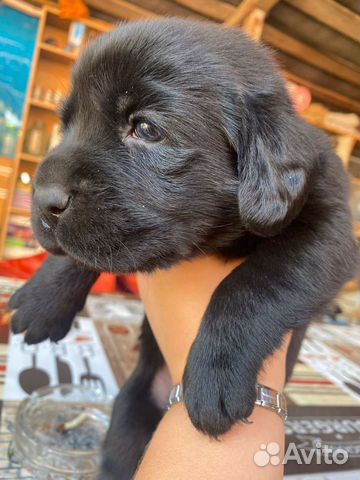 Щенки лабрадора черные