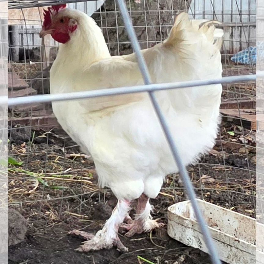 Продам петуха