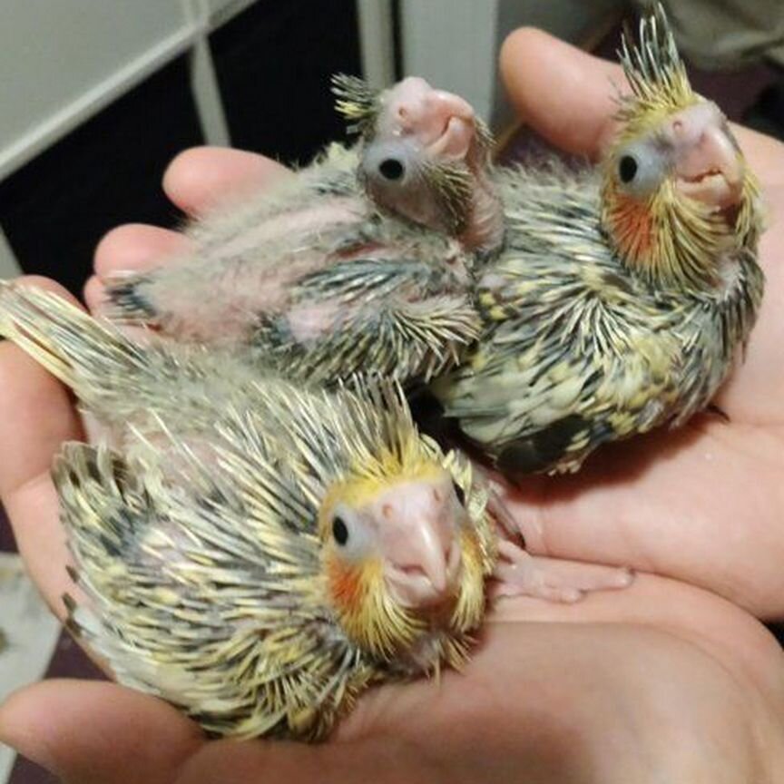 Птенцы корелл (ноябрь)