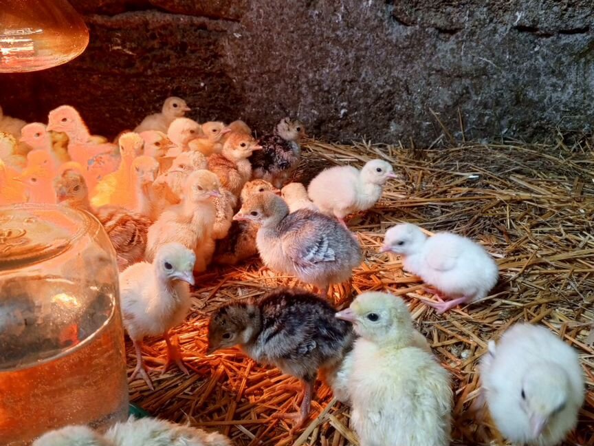 Индюшата домашнии