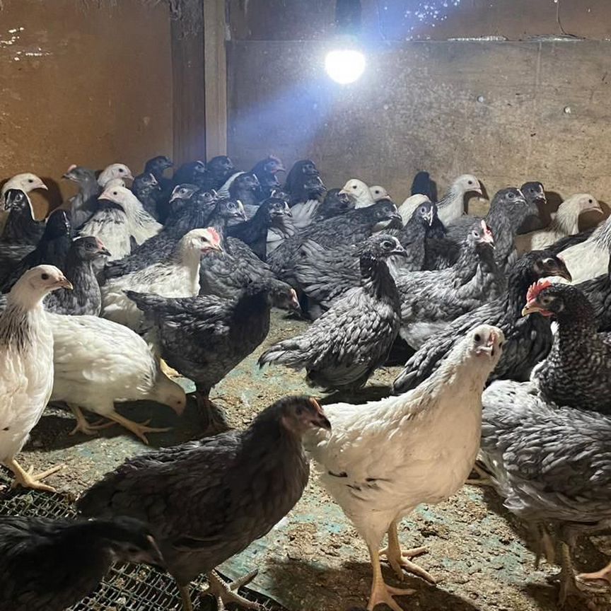 Курочка доминанты