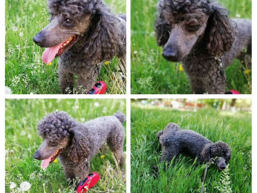 Пудель вязка