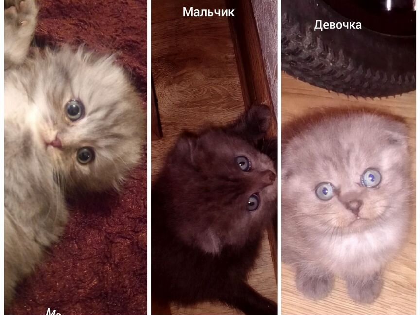 Вислоухие котята