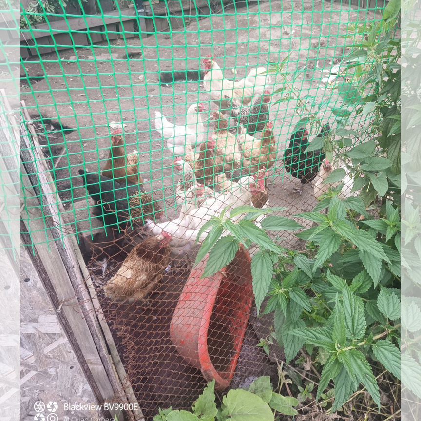 Курицы несушки, цыплята