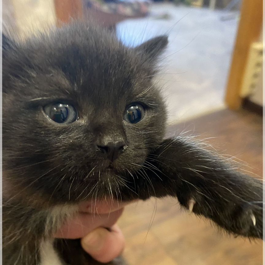 Котёнок от частного владельца