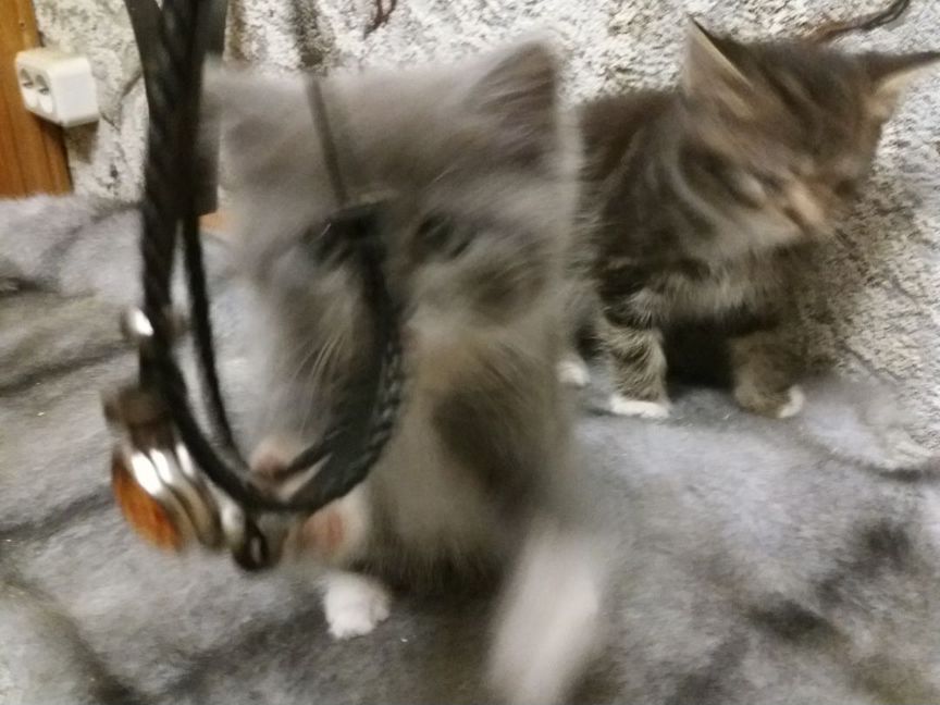 Британские котята