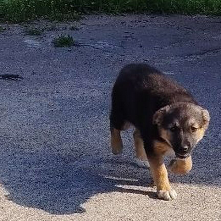 Щенок в добрые руки