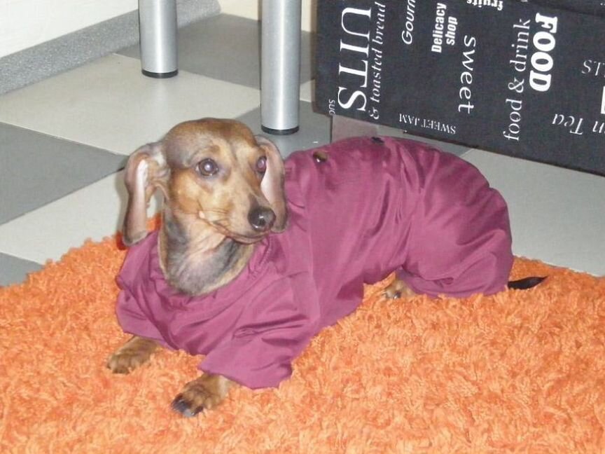 Комбенизон для таксы девочки