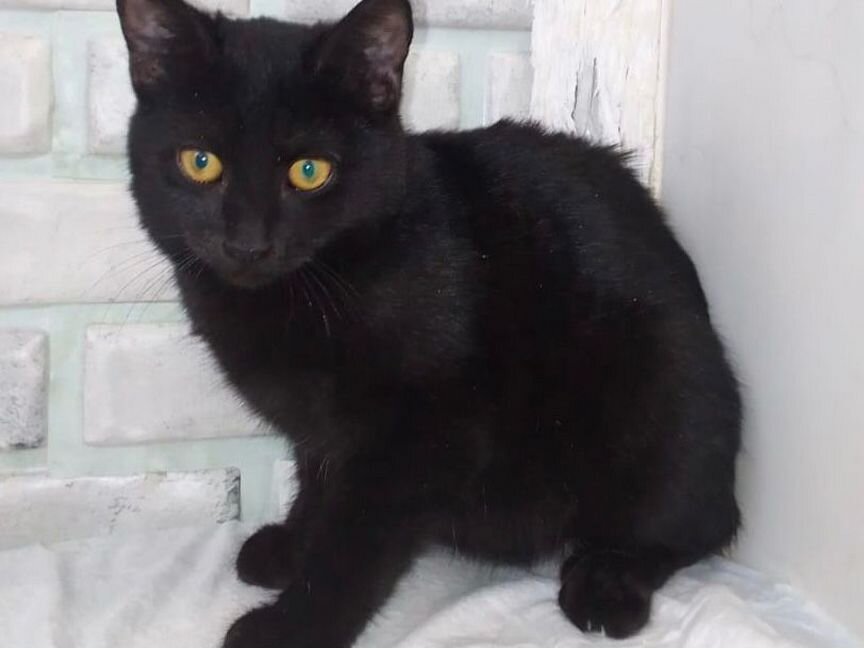 Котенок в добрые руки