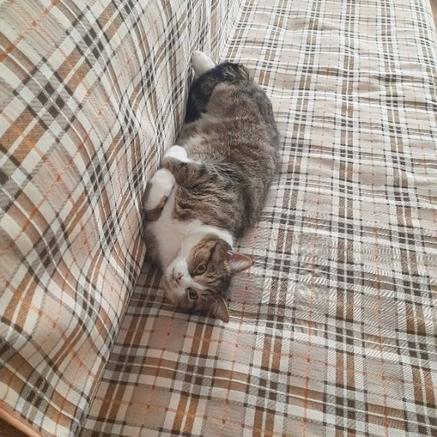 Кот в добрые руки