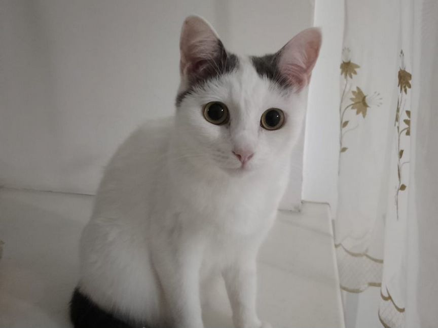 Очень ласковая кошечка ищет дом