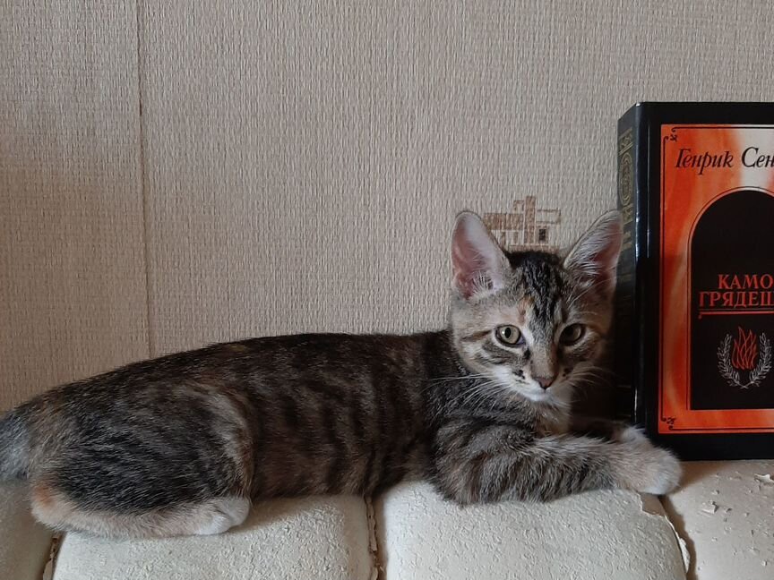 Вам точно не будет скучно с котёнком Шпроткой