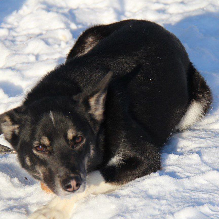 Взрослая собака в добрые руки