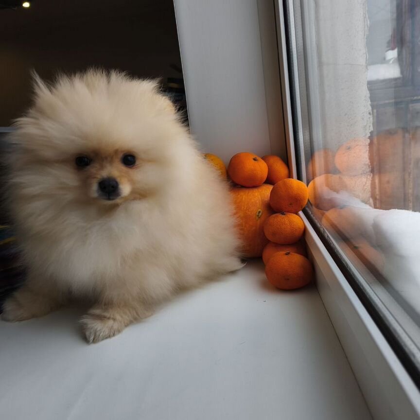 Померанский шпиц, щенок