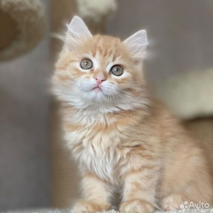 Рыжики сибирские