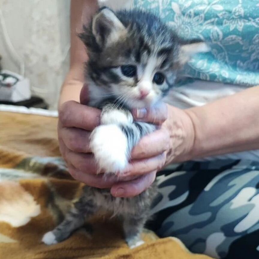 Котёнок в добрые руки