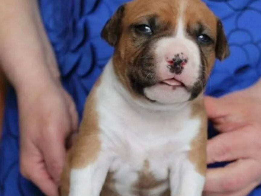 Щенки питбультерьера телохранители