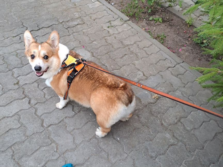 Очаровательный коржик ищет подругу