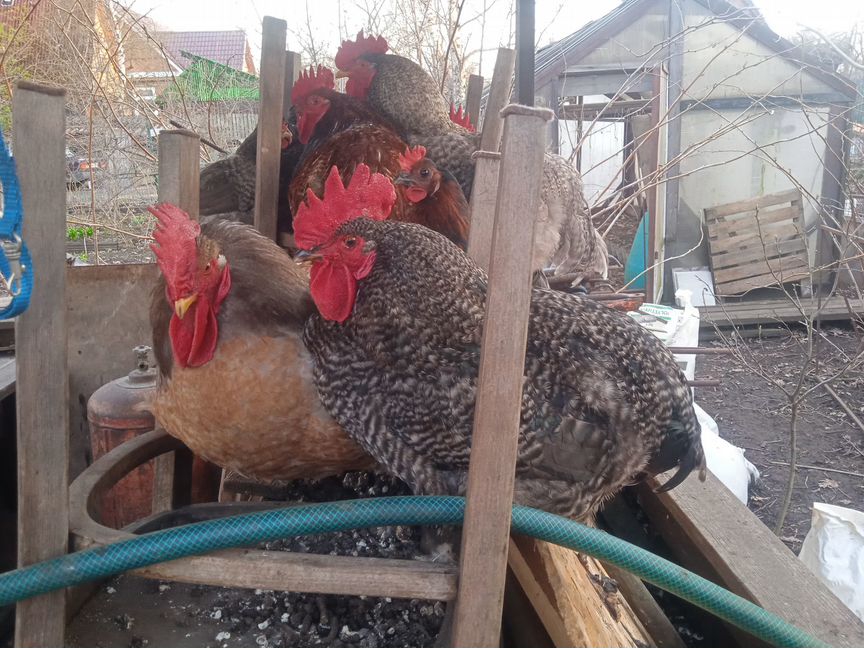 Петух