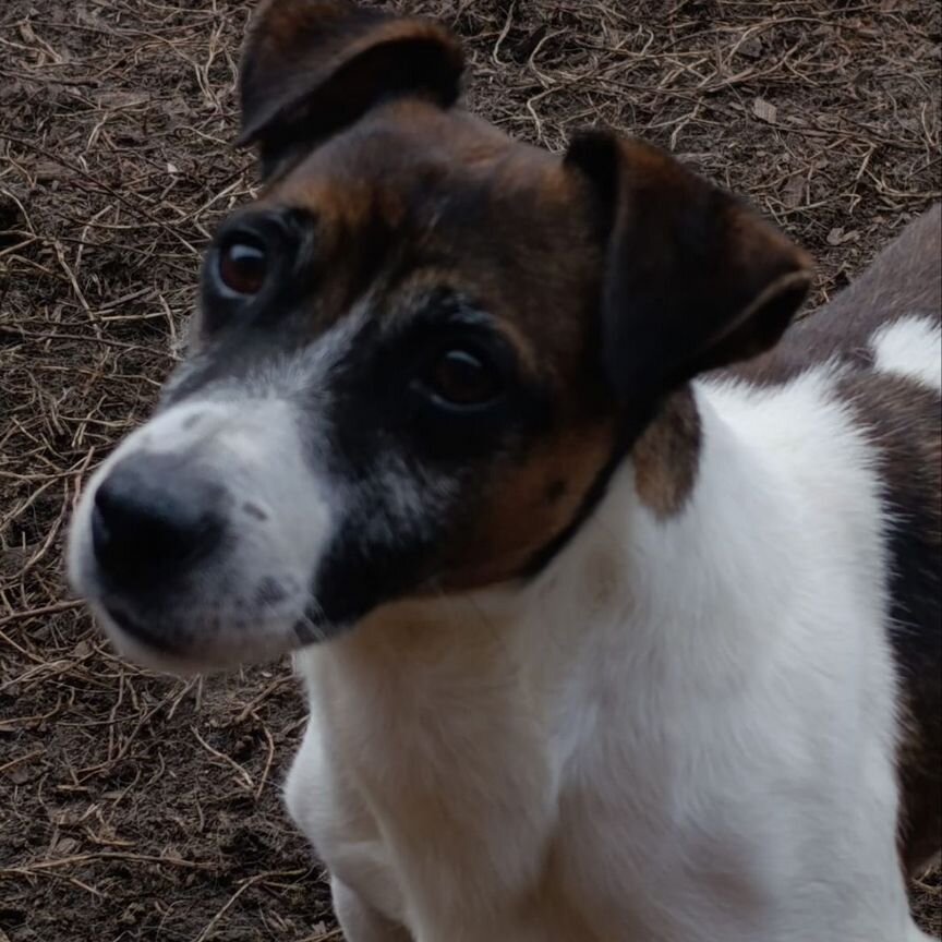 Джек-рассел-терьер, вязка