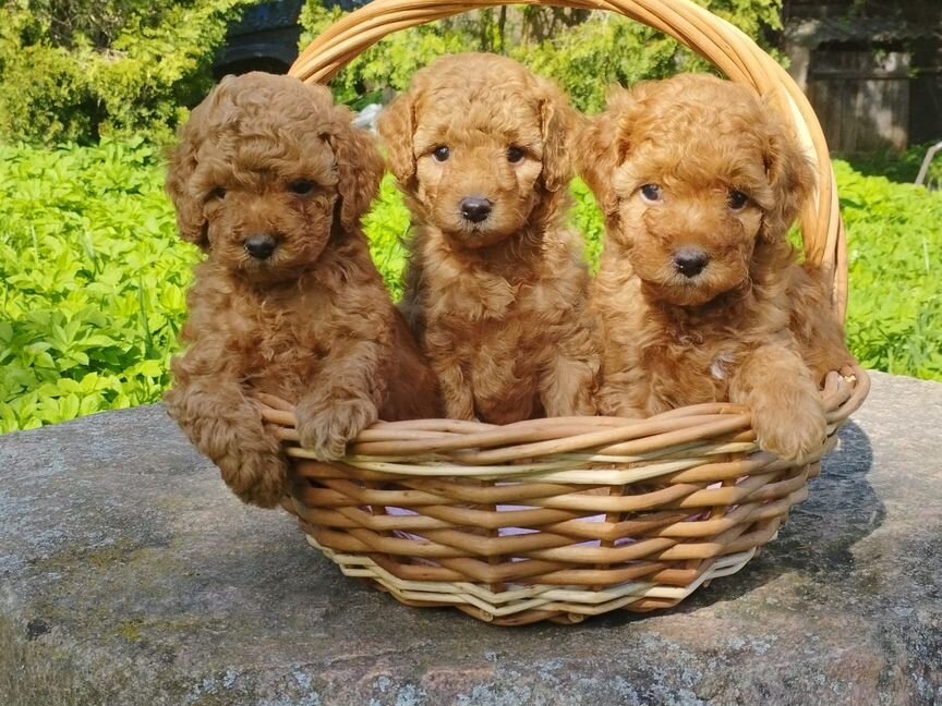 Щенки карликового пуделя