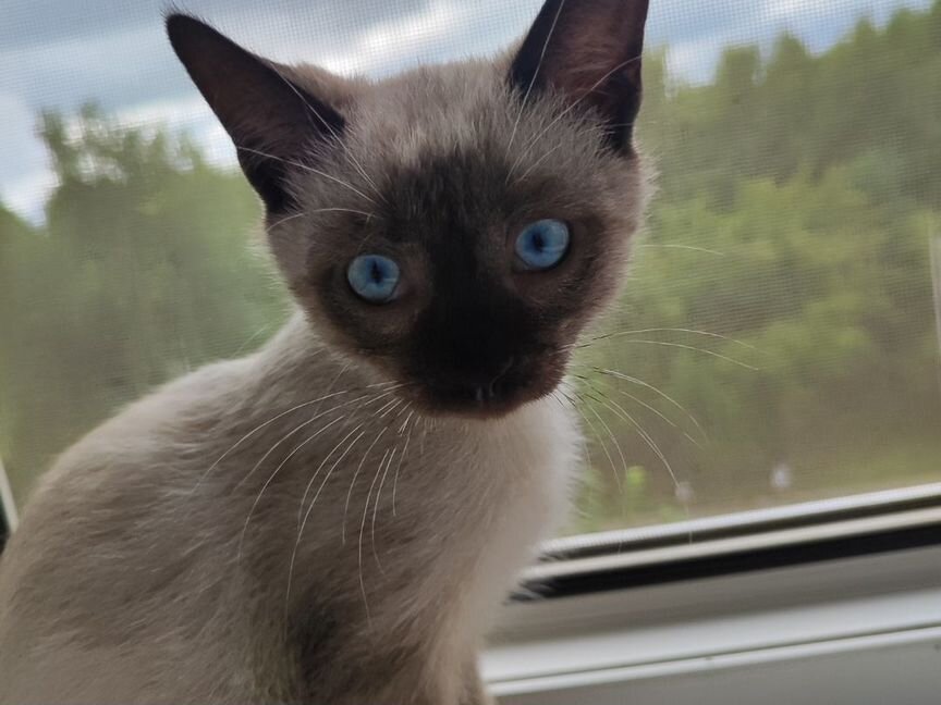 Котенок гав