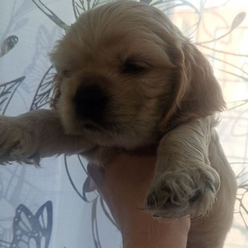 Американский кокер-спаниель, щенок