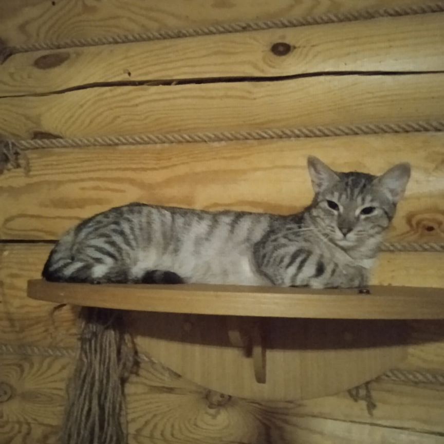 Красивая шпротинка Эдвина 2 года, ищет дом