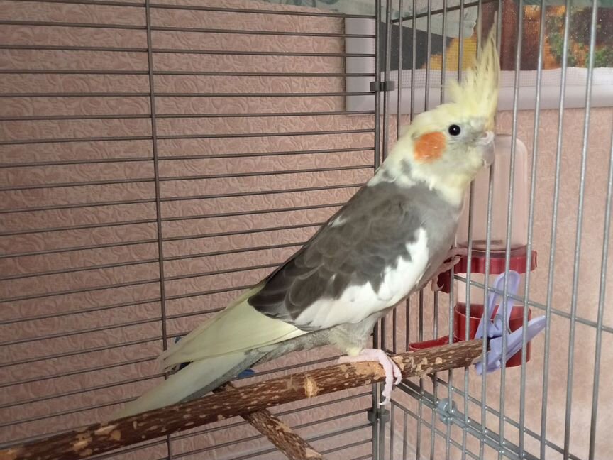 Попугай карелла с клеткой