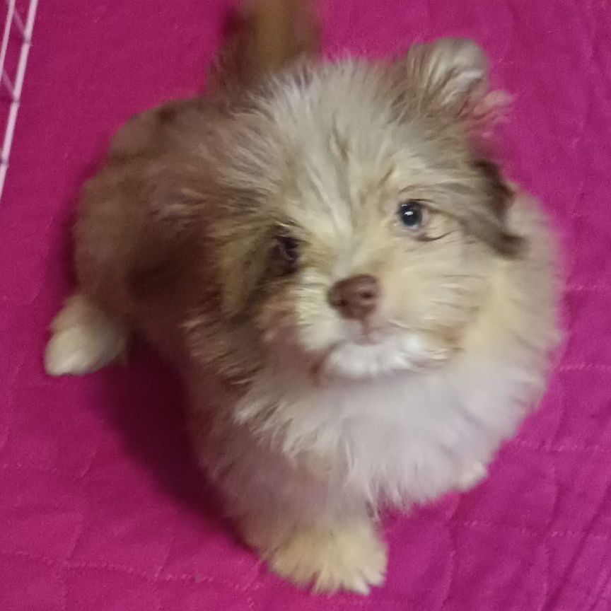 Померанский шпиц, щенок