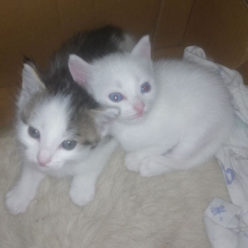 Домашние животные котята бесплатно