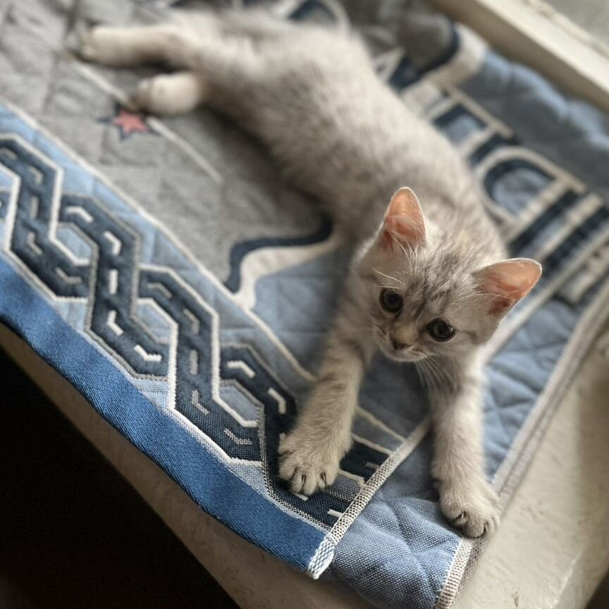 Британские котята