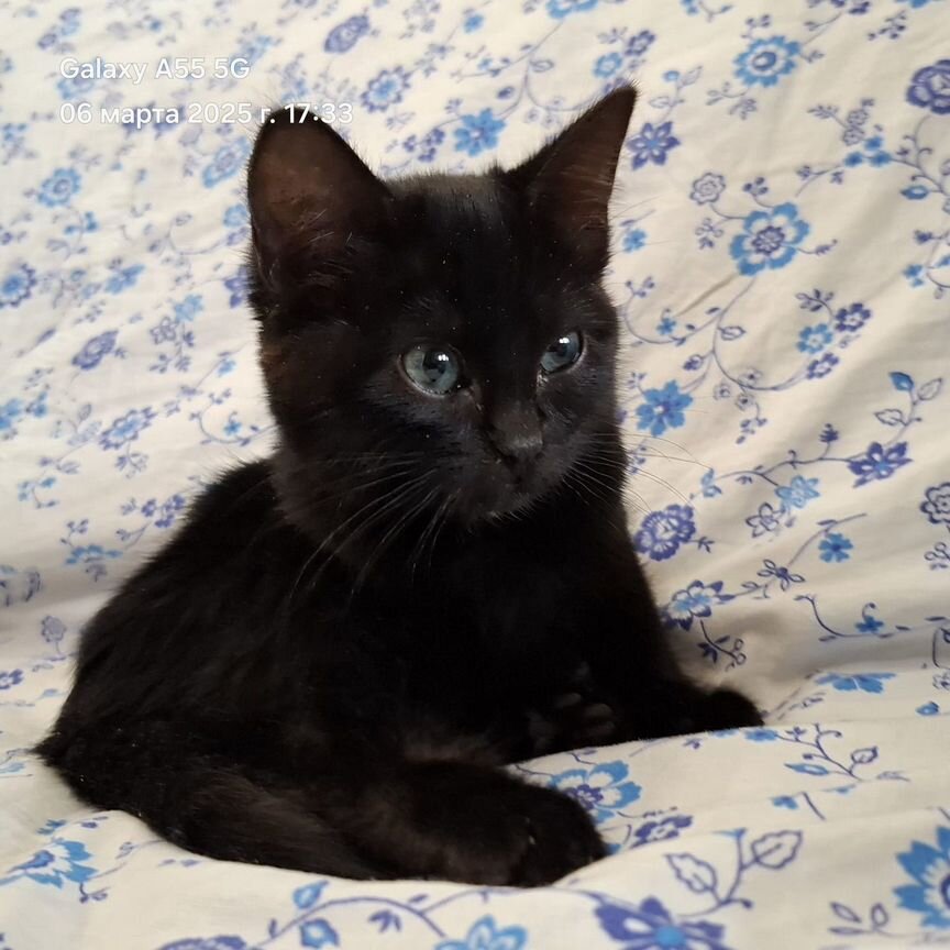 Отдаю в добрые руки котенка