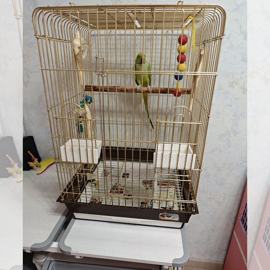 Ожереловый попугай самец