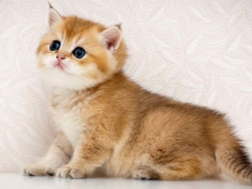 Шотландские золотые шиншиллы котята