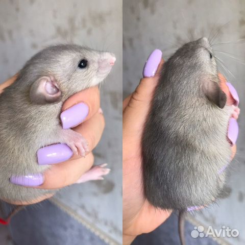 Крысенок голубой циннамон мальчик
