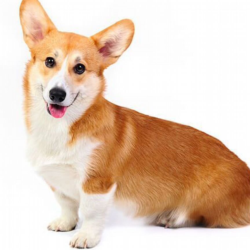 Вельш Корги Пемброк, щенок