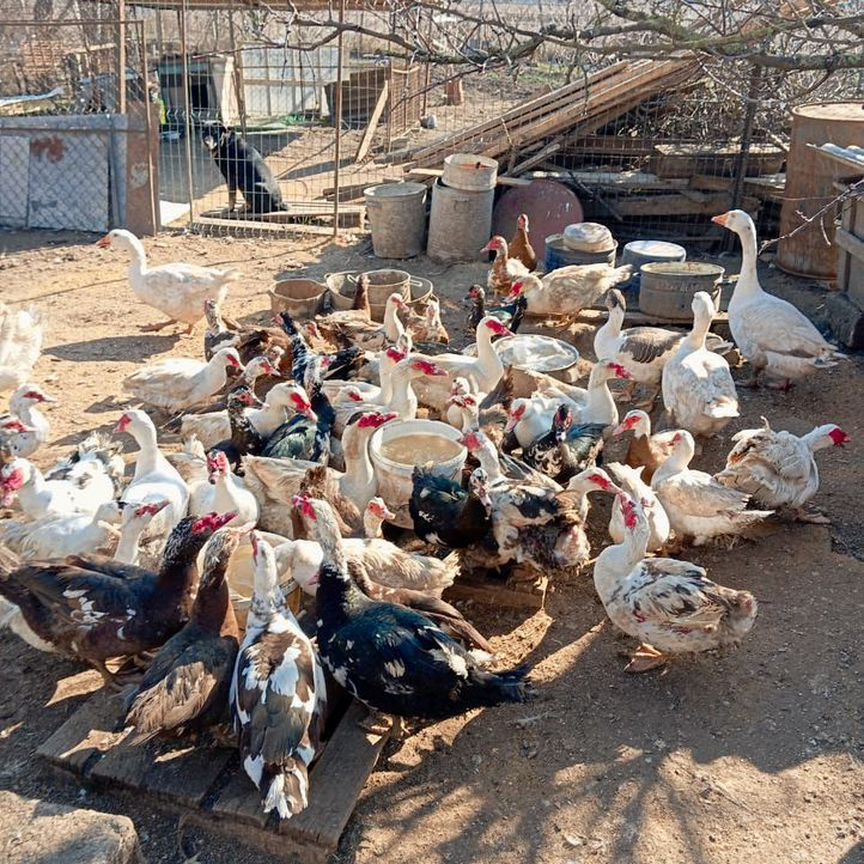 Индоутки живым весом