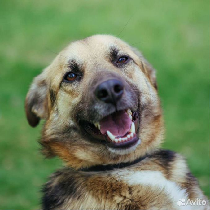 Спасите Никса из приюта