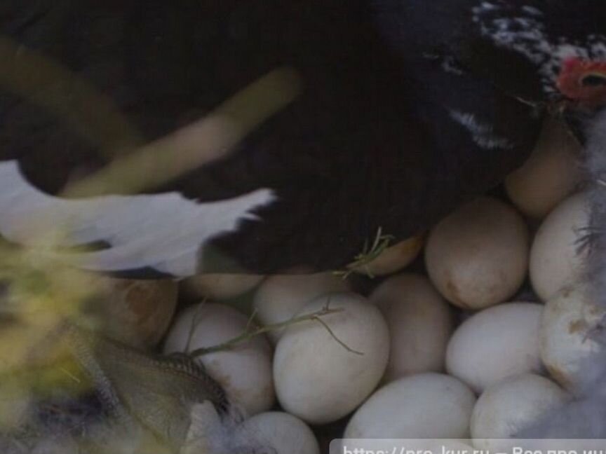 Инкубационное яйцо индоуток