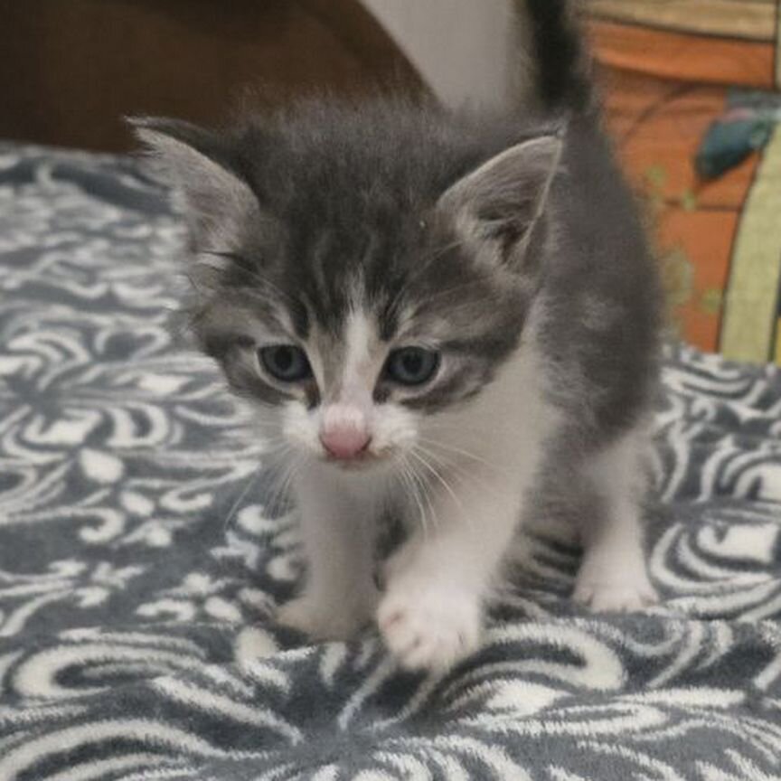 Котёнок в добрые руки