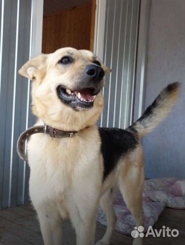 Умная собака в добрые руки