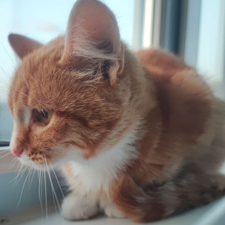 Рыжий котенок в добрые руки