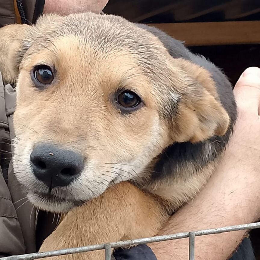 Щенок в добрые руки